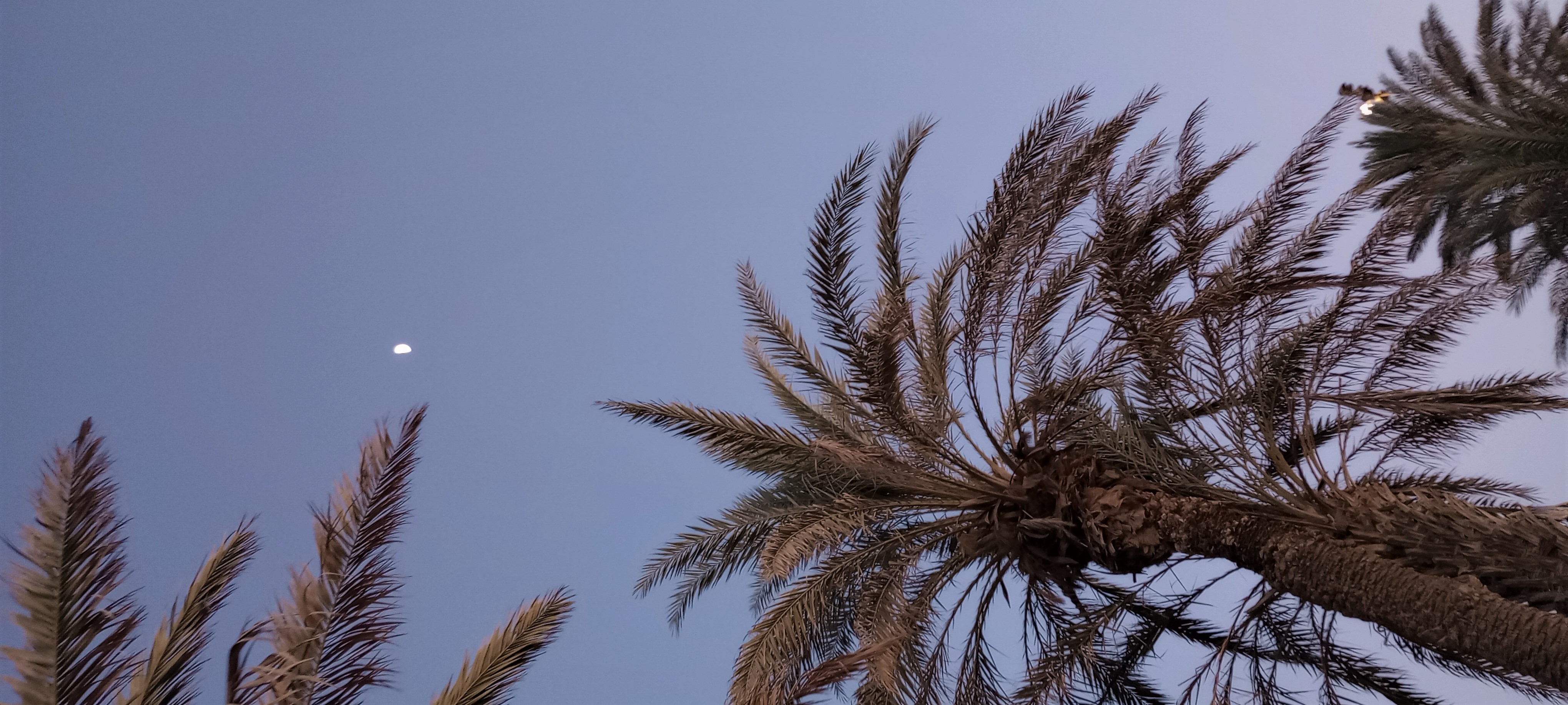 The Plural of Few and the Plural of Many – The Arabic Pages